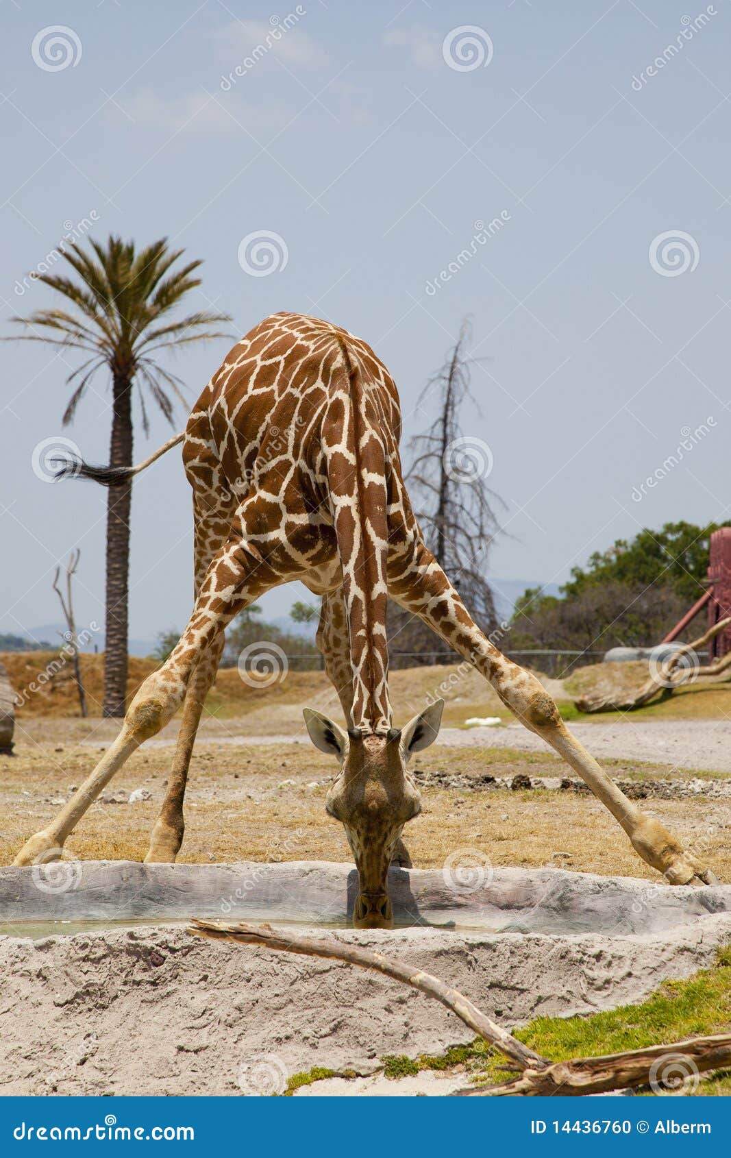 Baby Giraffe stock photo. Image of pattern, head, camelopardalis - 14436760