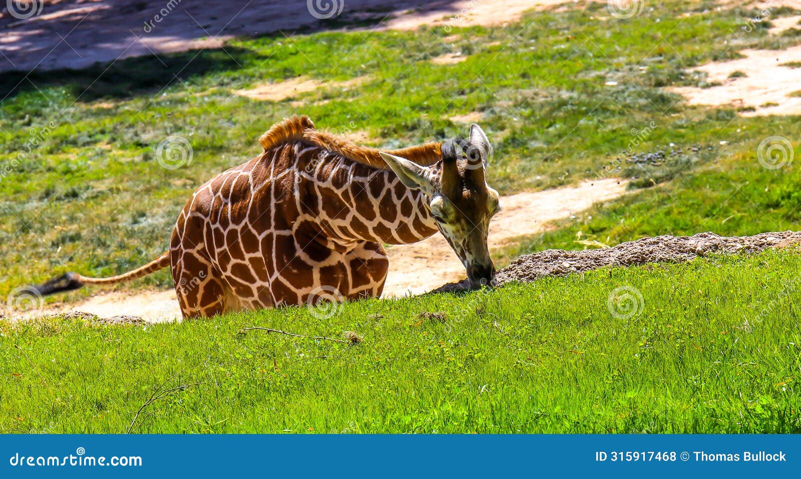 Baby Giraffe Eating Grass at Zoo Stock Photo - Image of ground, outdoor ...