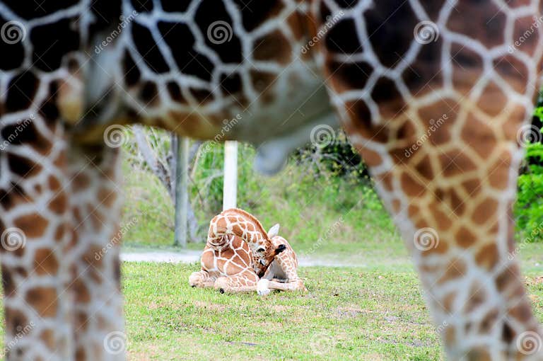 Baby giraffe & father stock image. Image of ground - 25144073