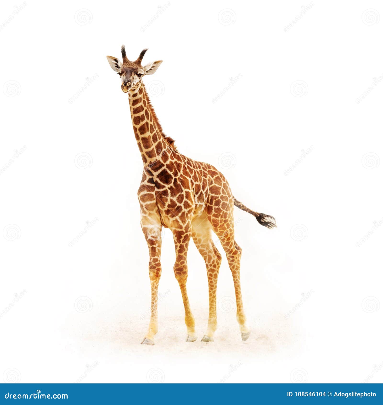 Baby Giraffe Isolated on White Stock Photo - Image of calf, safari ...