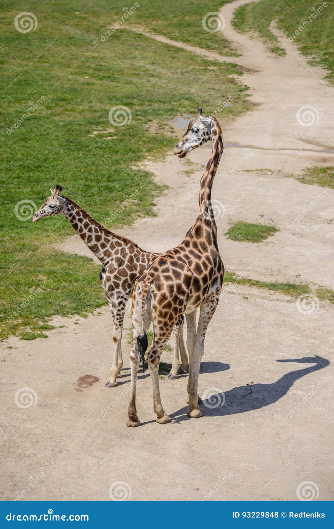 Baby giraffe and mother stock photo. Image of environment - 93229848