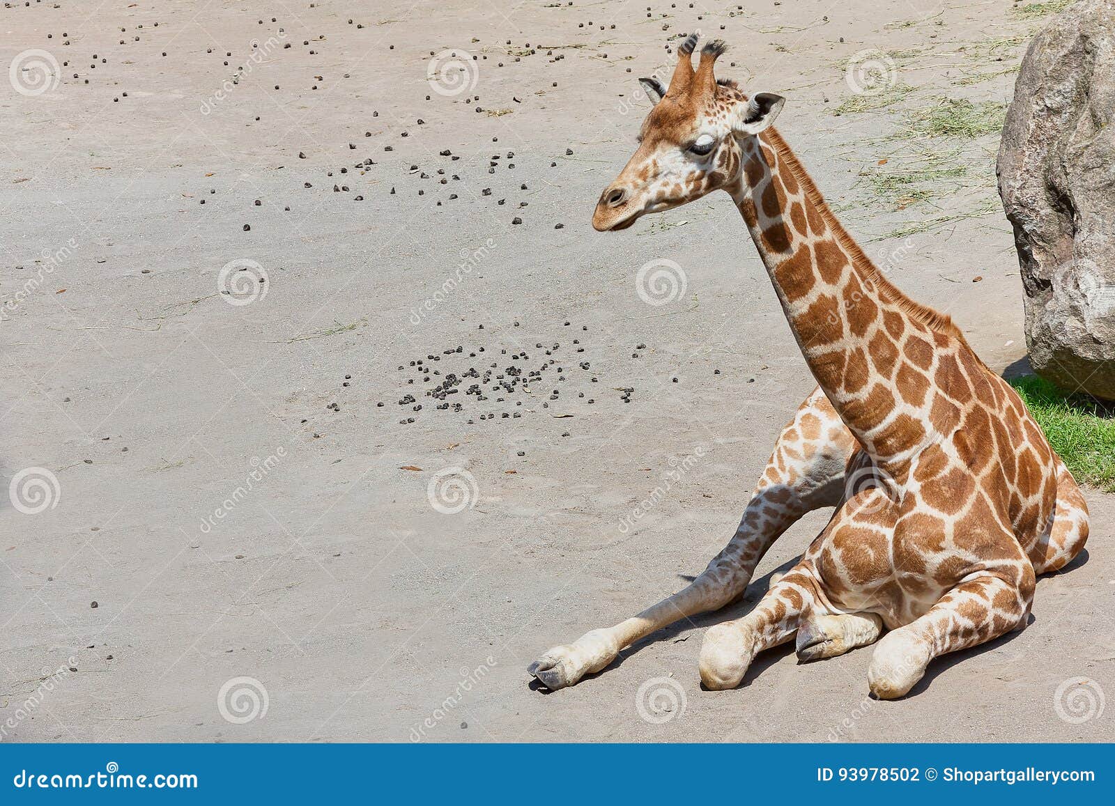 Baby Giraffe Sitting on the Ground Stock Photo - Image of family ...