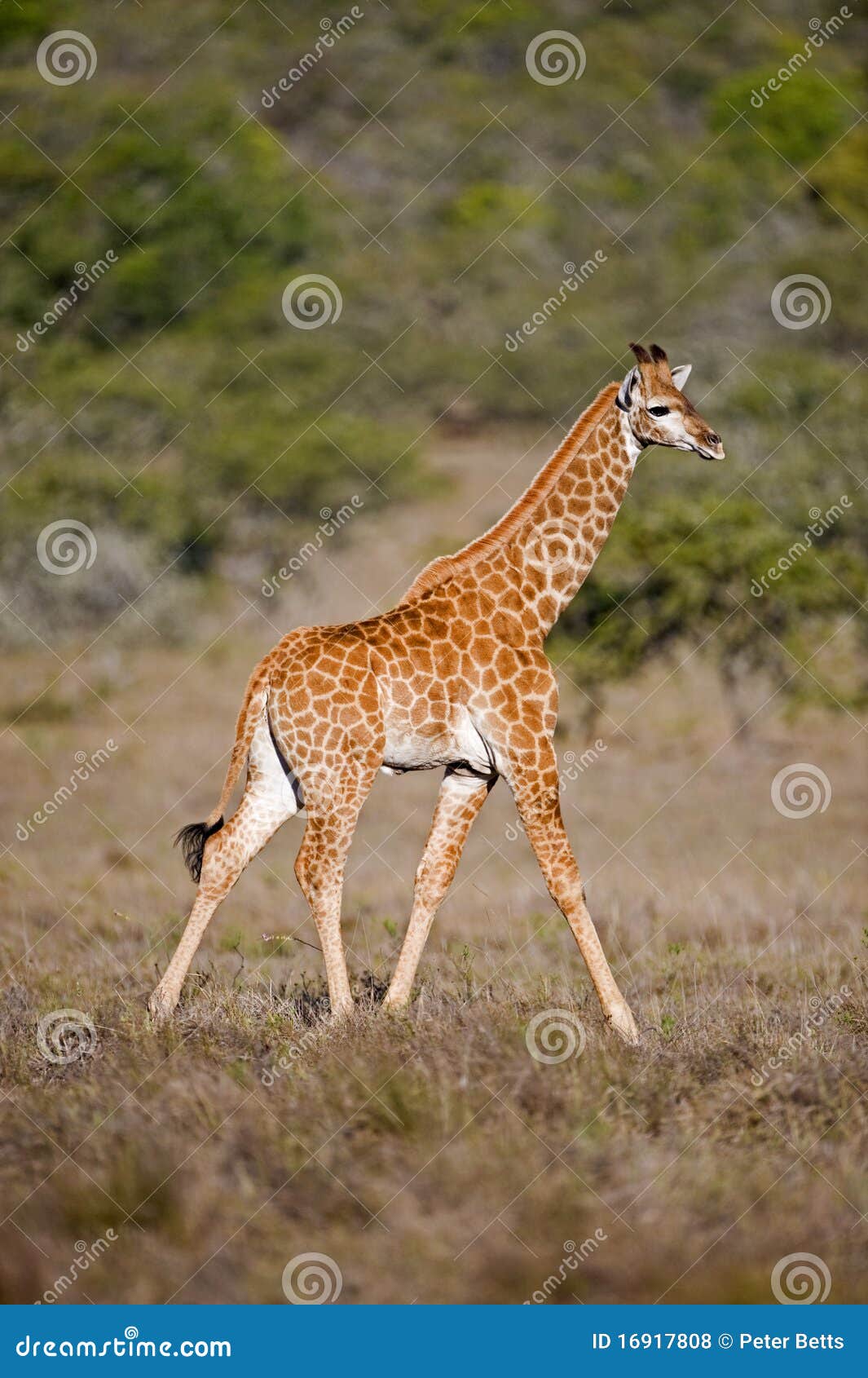 Newborn Giraffe Walking