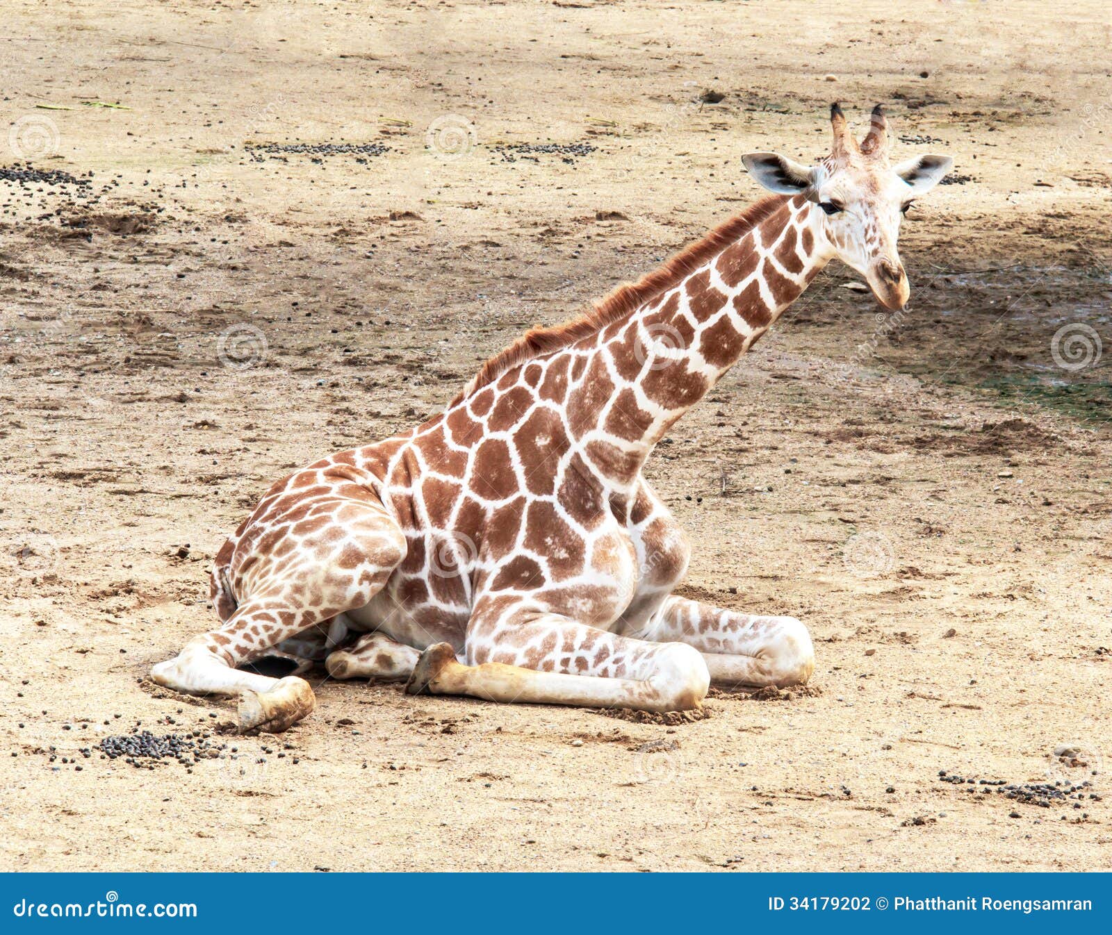 Baby giraffe in the zoo stock photo. Image of sitting - 34179202