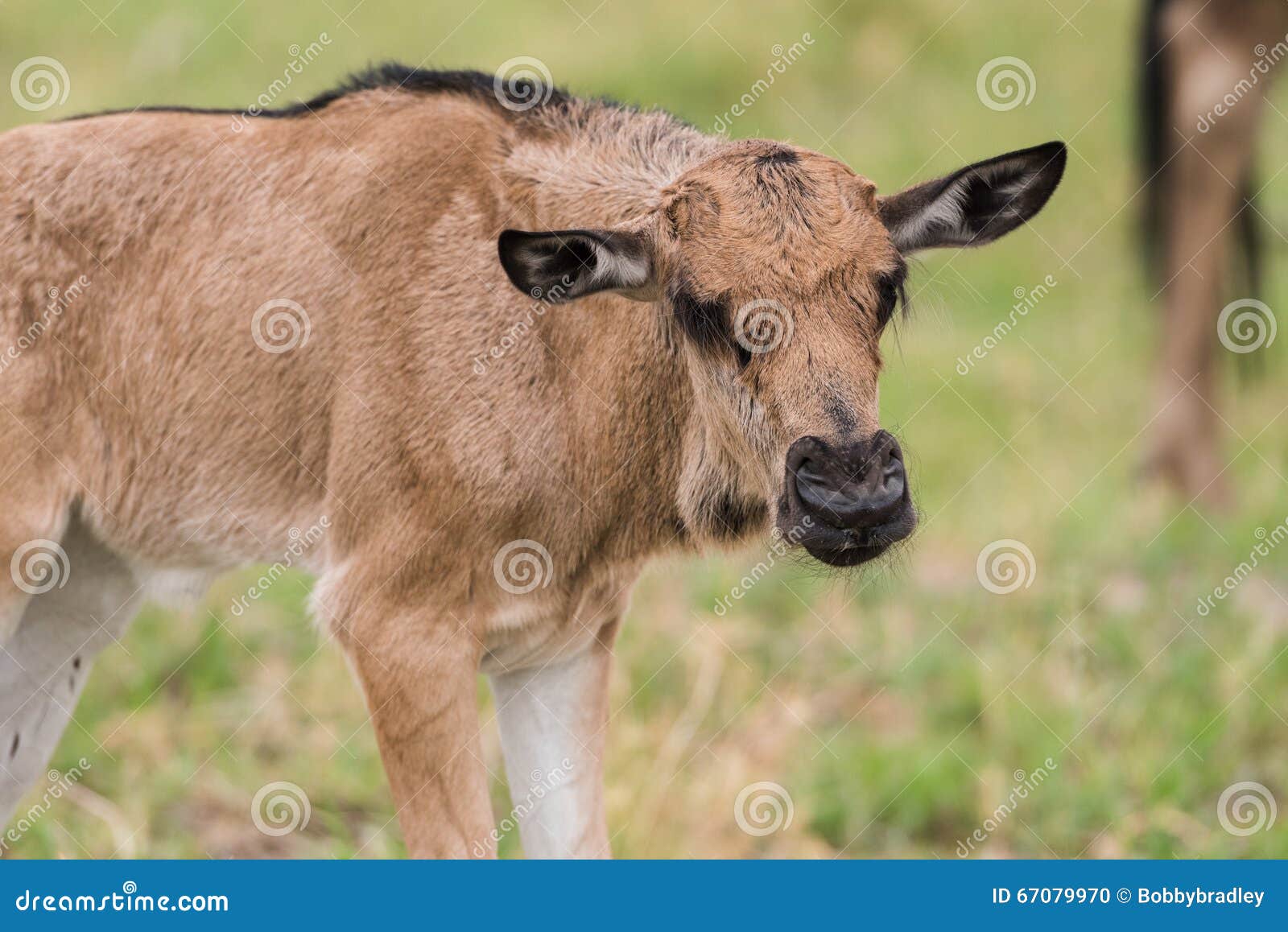 Baby Gnu Archivbilder - Abgabe des Download-20 geben Fotos frei