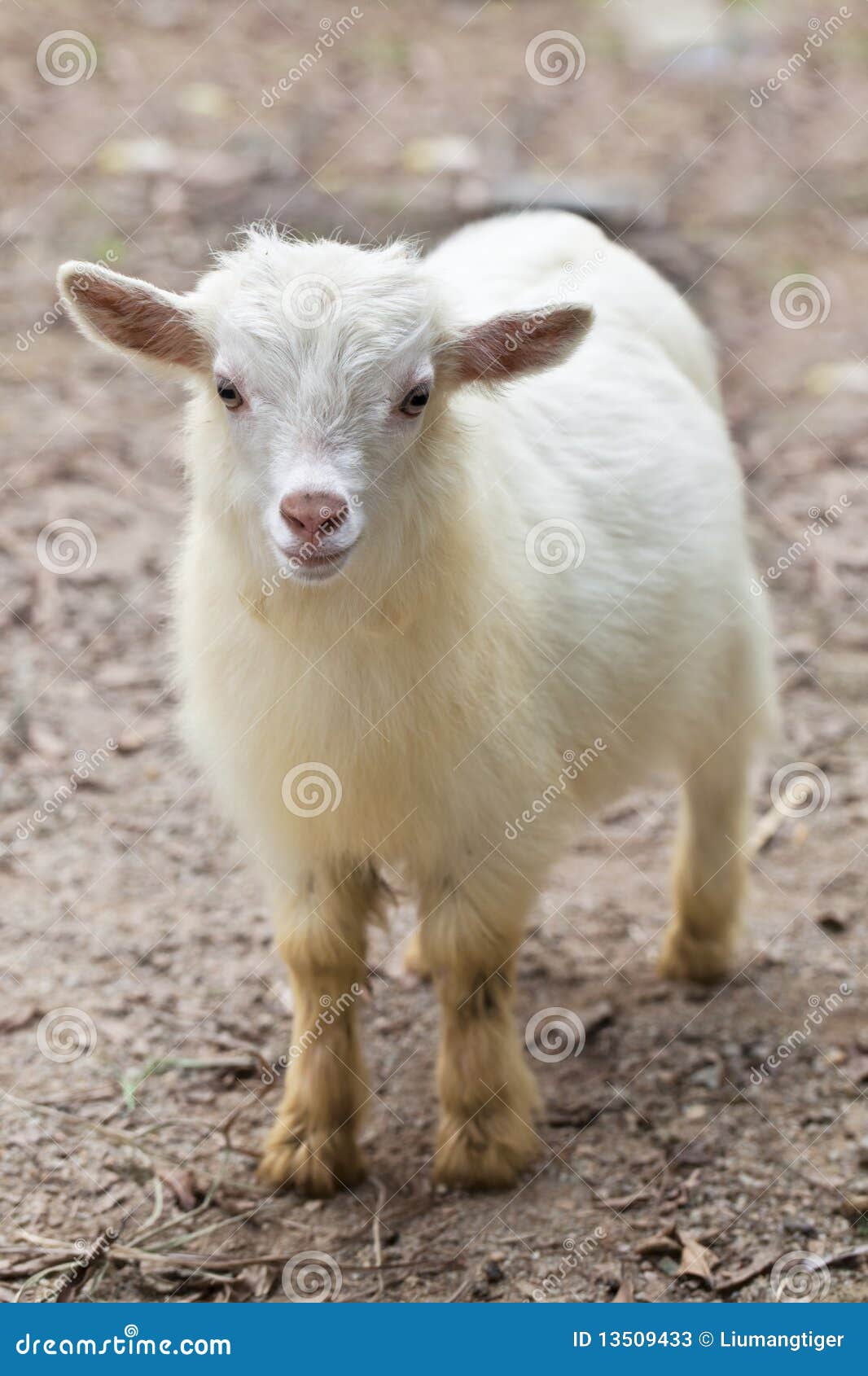 Baby goat stock image. Image of white, stockbreeding - 13509433