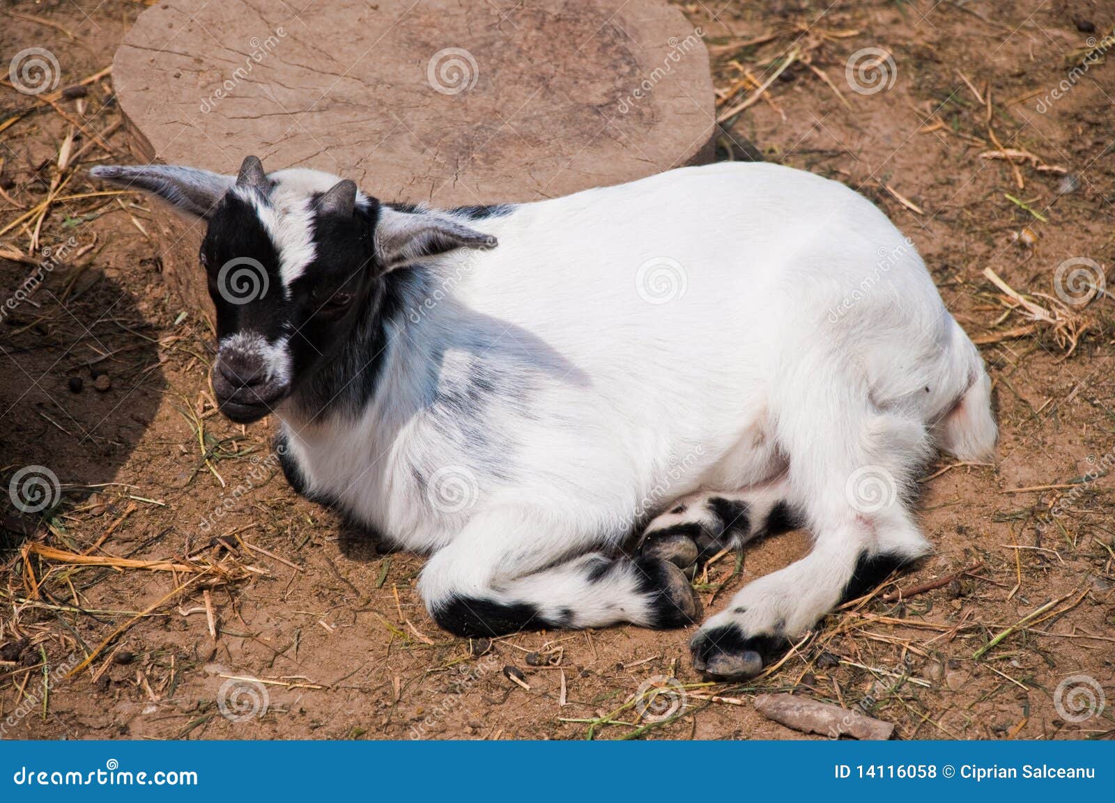 Baby goat stock photo. Image of farmyard, laying, young - 14116058