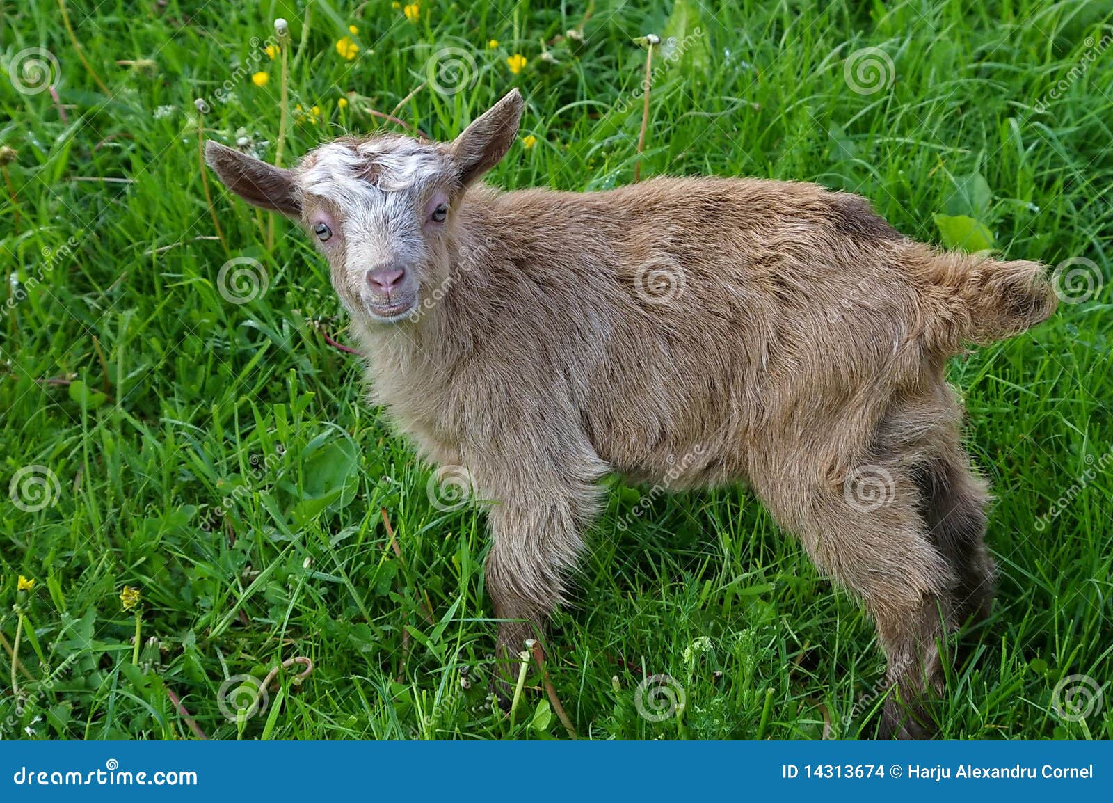 Baby goat stock photo. Image of wild, eating, born, grassland - 14313674