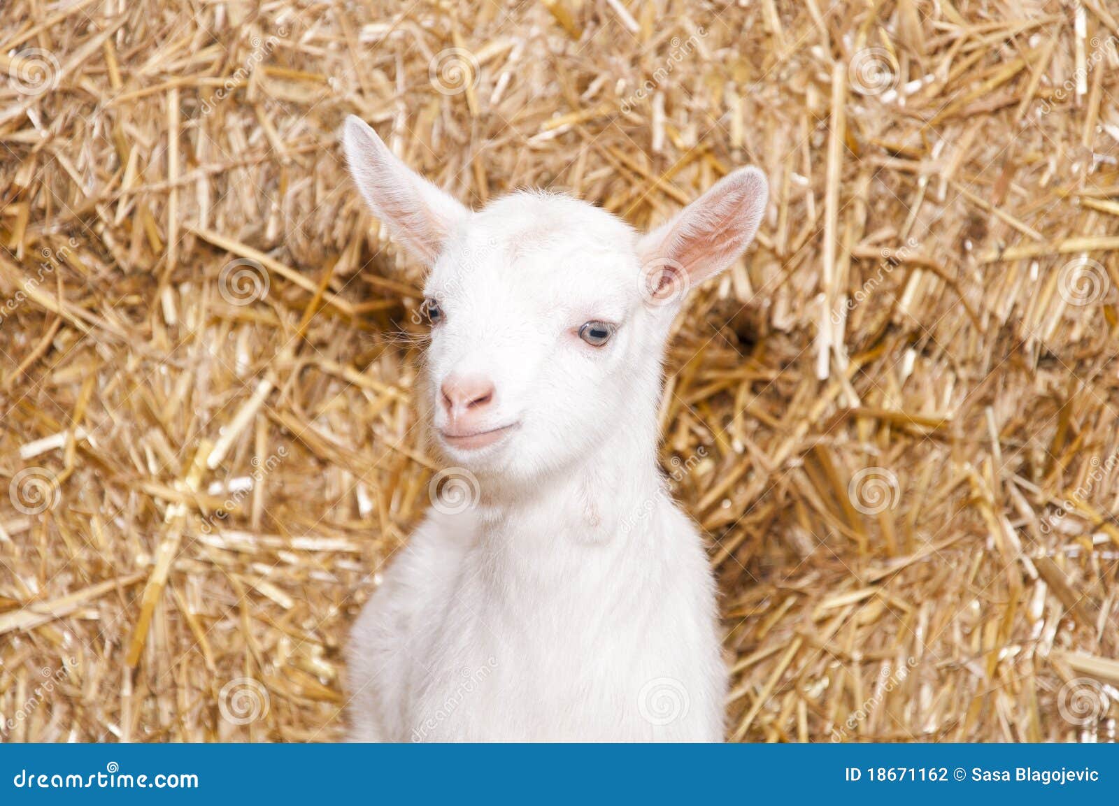 Baby goat stock photo. Image of small, horn, mammal, goat - 18671162