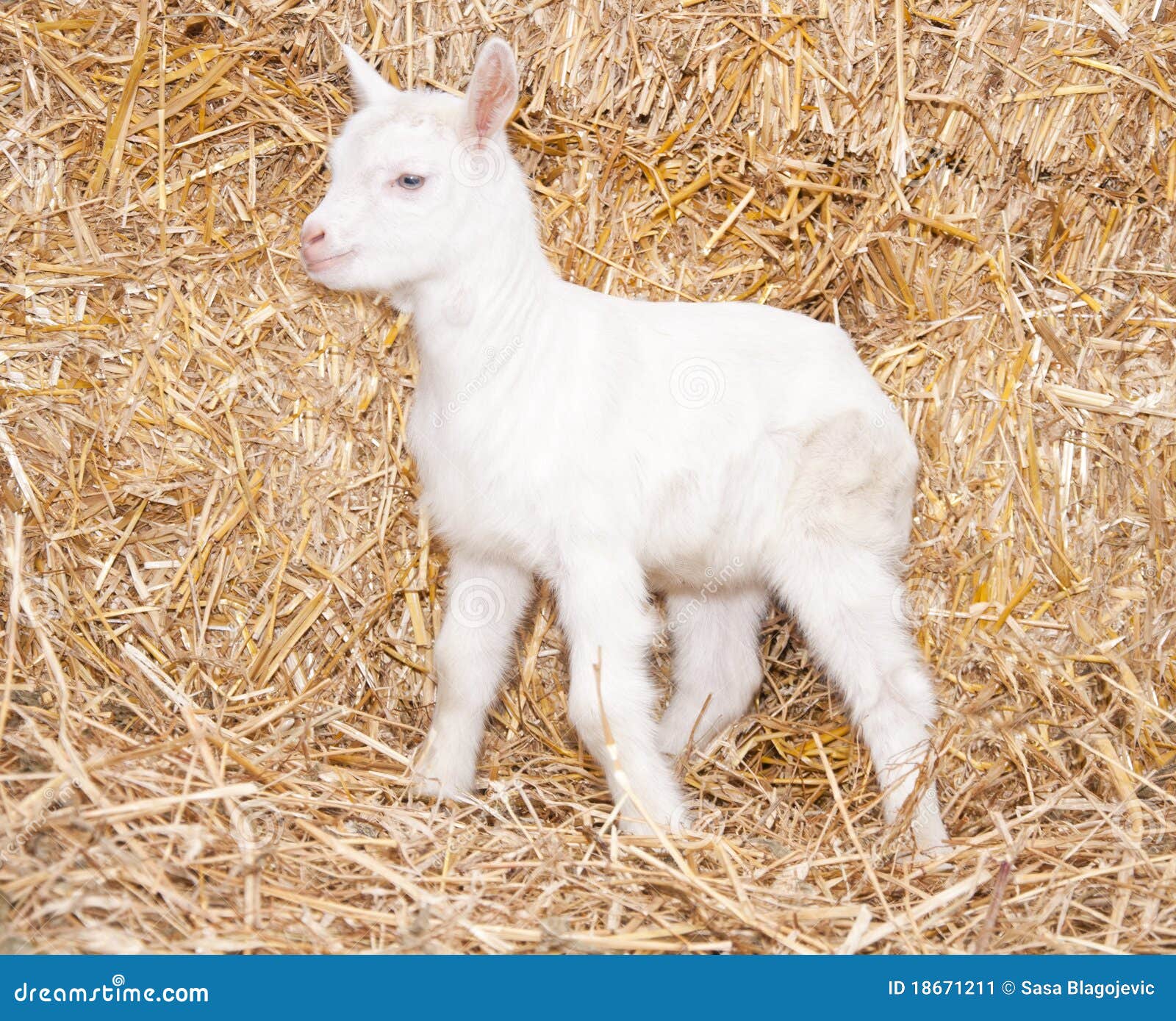 Baby goat stock image. Image of looking, country, adorable - 18671211