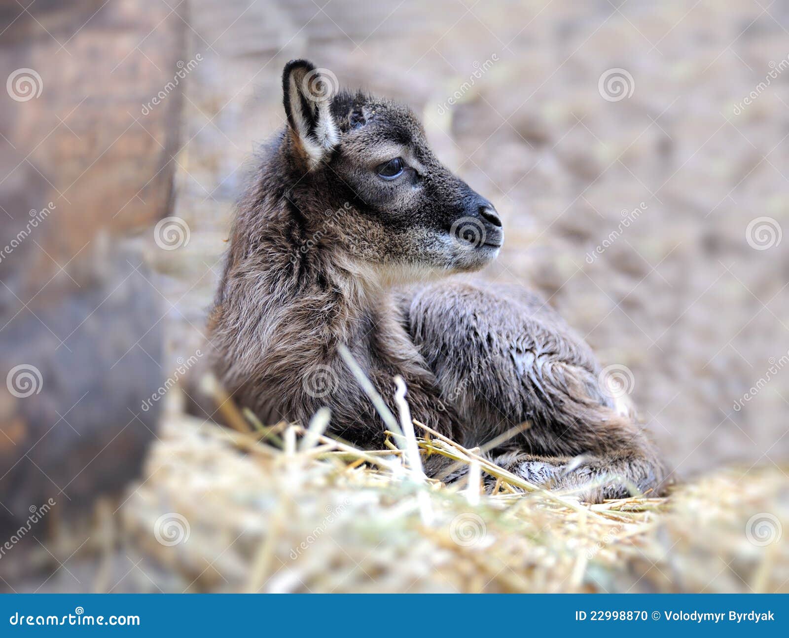 Baby goat stock photo. Image of innocence, homestead - 22998870