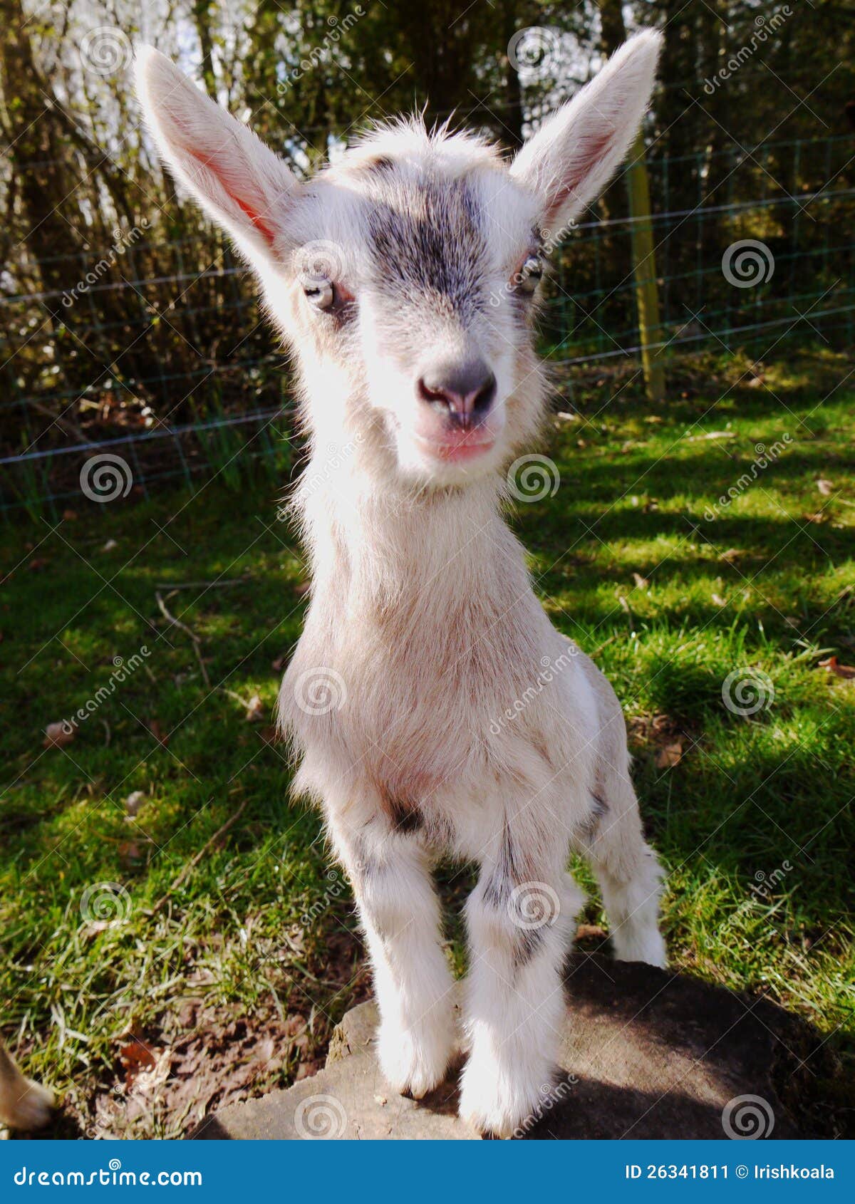 Baby goat stock image. Image of young, white, animal - 26341811