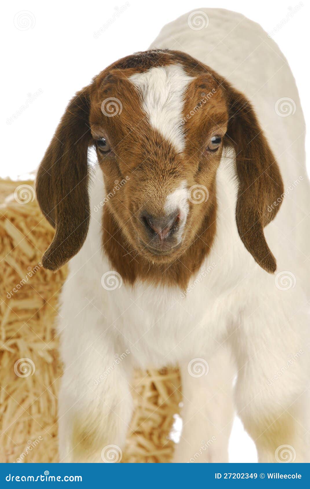 Baby goat stock image. Image of animal, young, isolated - 27202349