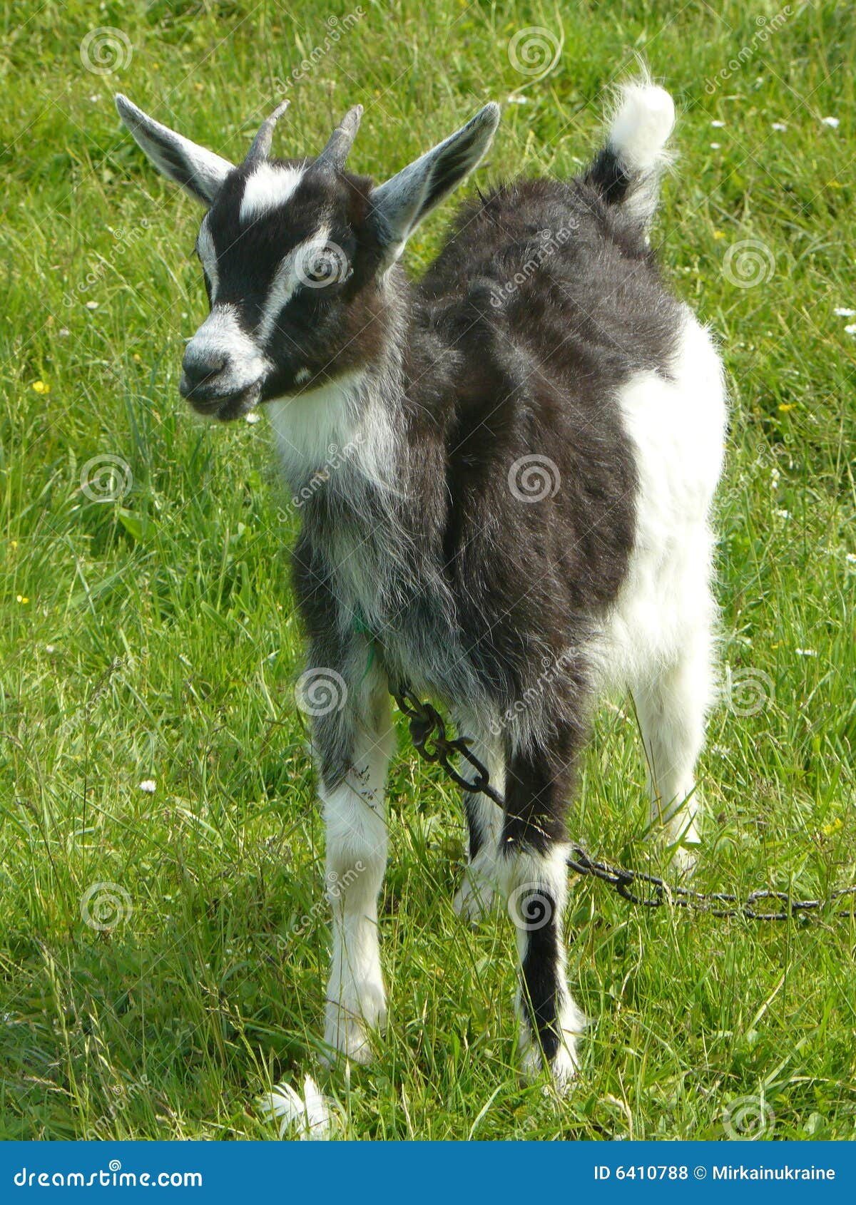 Baby goat stock photo. Image of white, green, animal, farm - 6410788