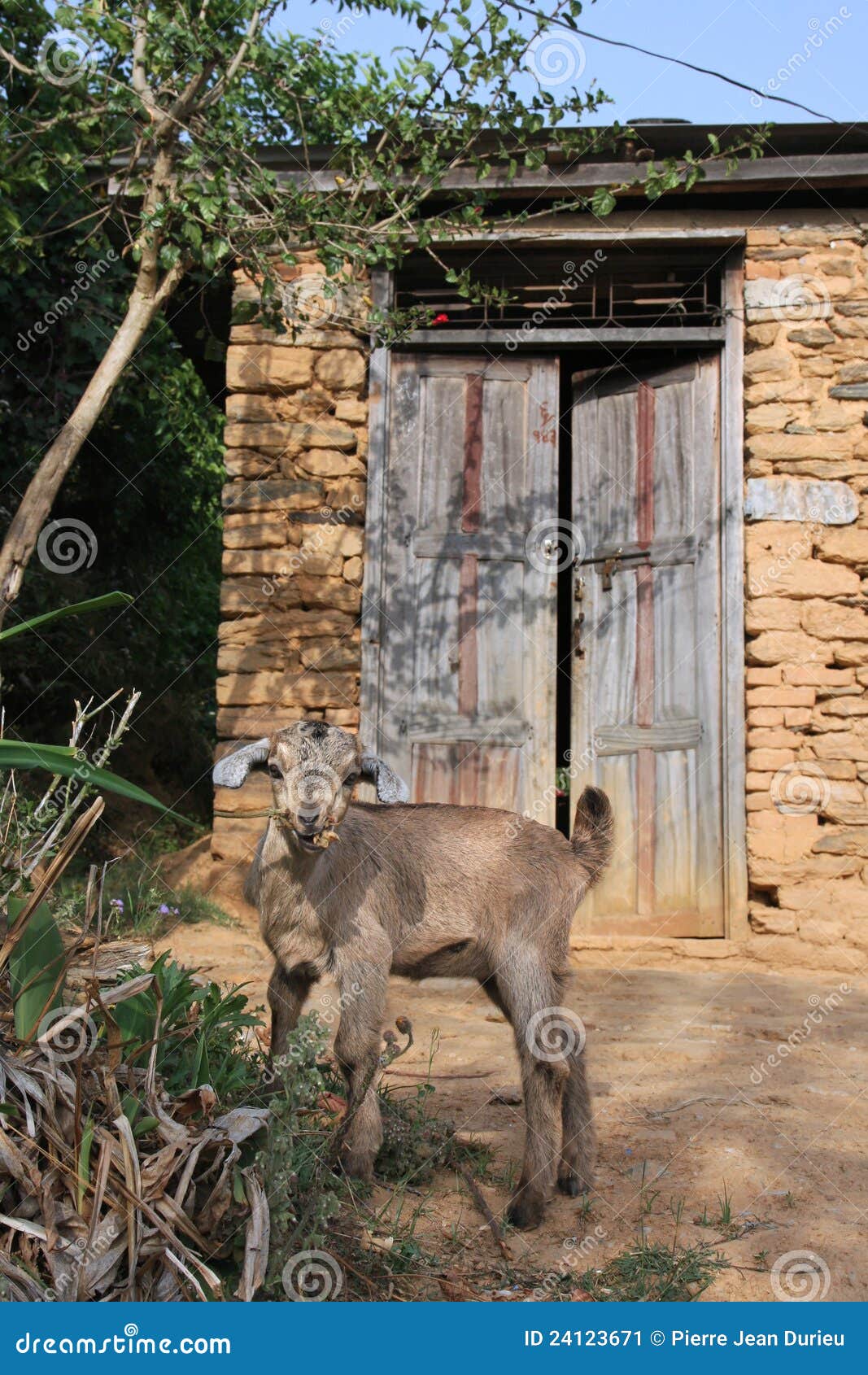 Baby goat and the barn stock image. Image of wood, brick - 24123671