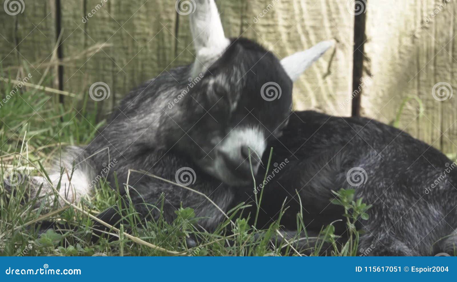 The baby goat beeps. stock video. Video of goatling - 115617051