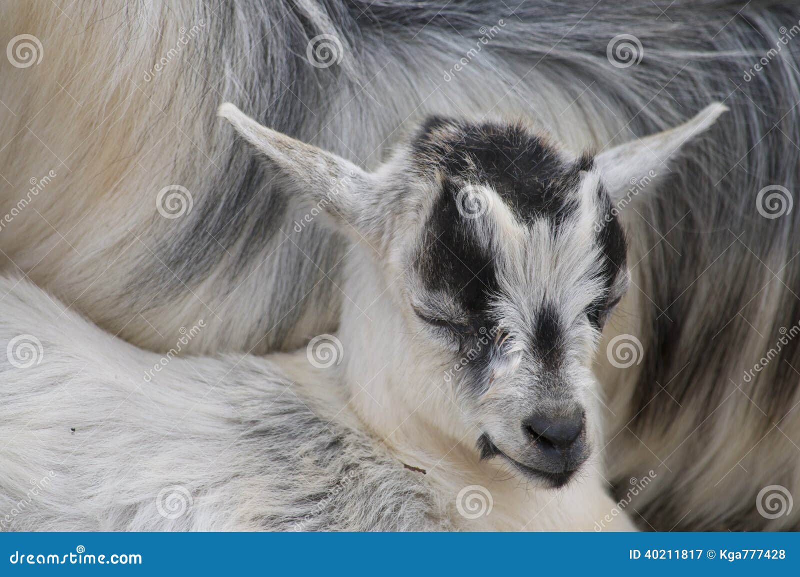 Baby Goat stock image. Image of sleeping, cute, adorable - 40211817