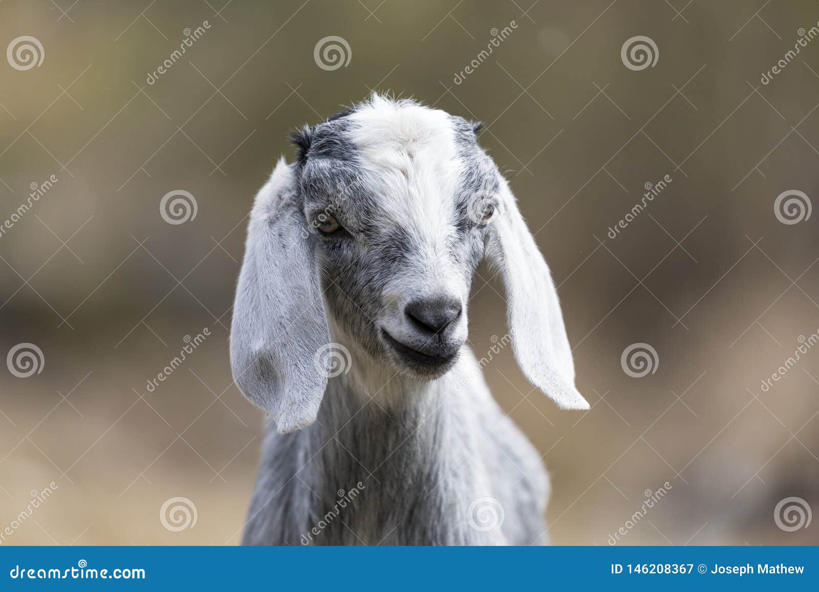 Beautiful Cute Baby Goat Pokhara Nepal Stock Image - Image of offspring ...