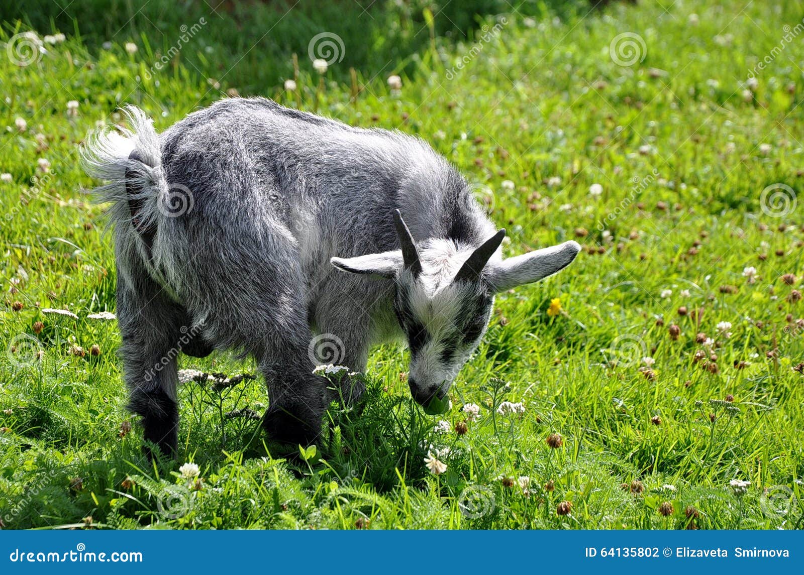 Baby goat eating grass stock photo. Image of landscape - 64135802