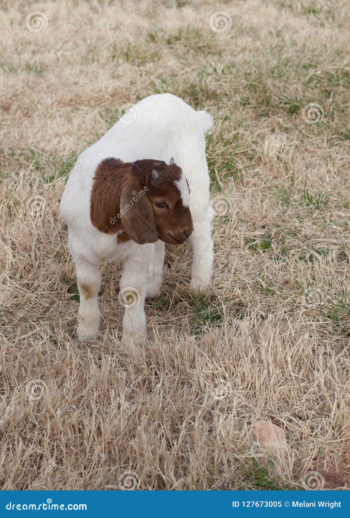 Baby Goat Facing Camera with Head Turned To the Right Stock Image ...