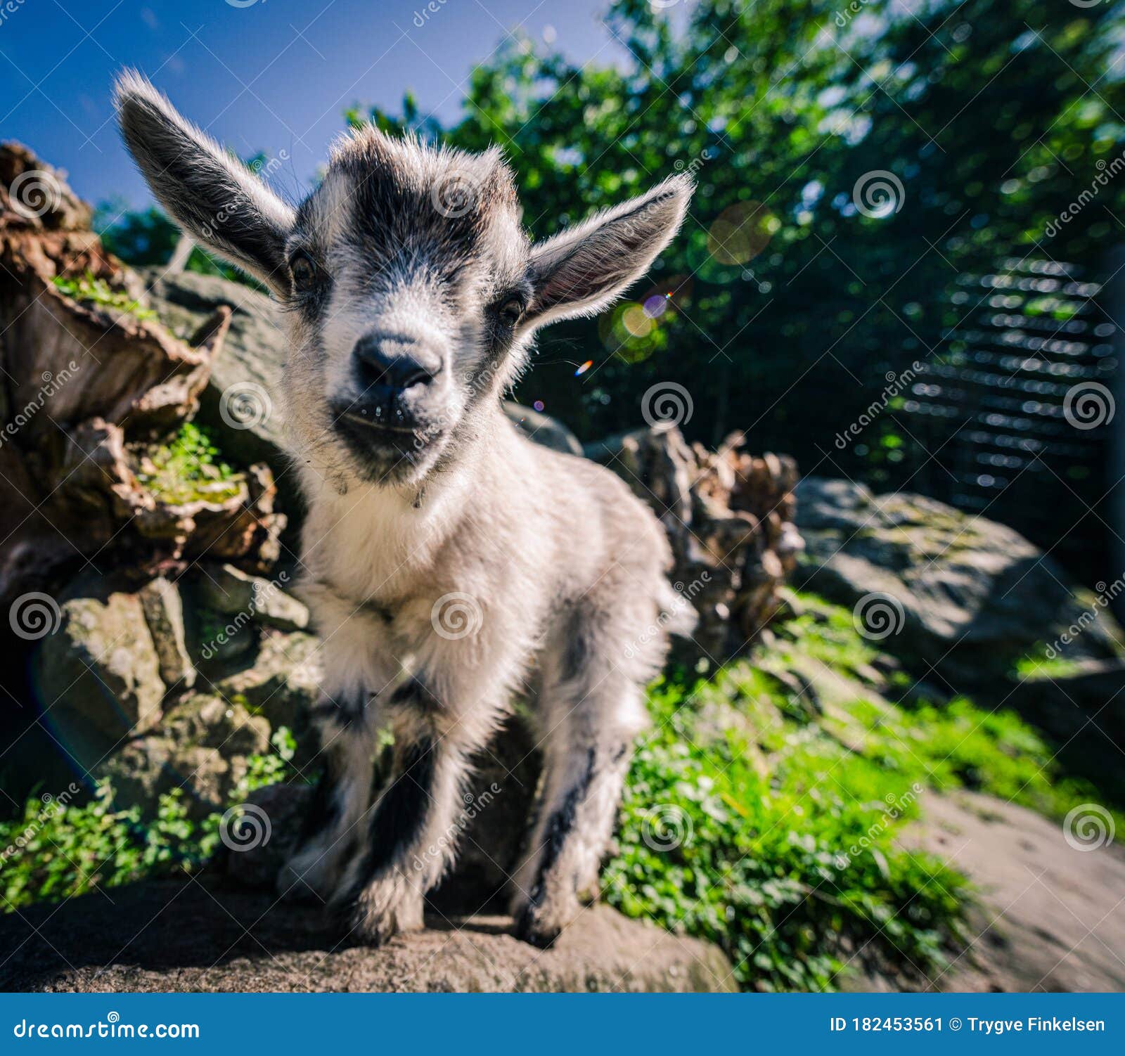 Cute baby goat at a farm stock image. Image of farmland - 182453561