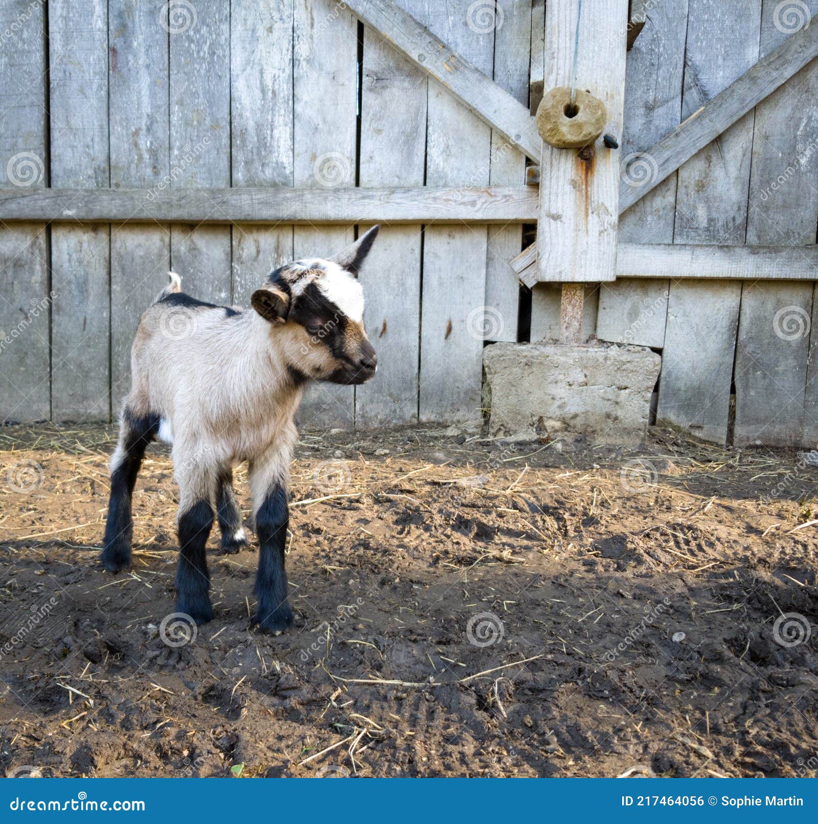 Baby goat in farm stock photo. Image of goats, goat - 217464056