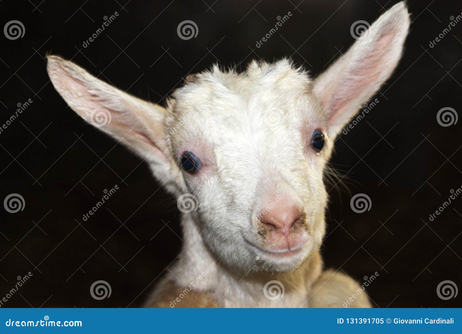 Baby goat head stock image. Image of grass, head, billy - 131391705