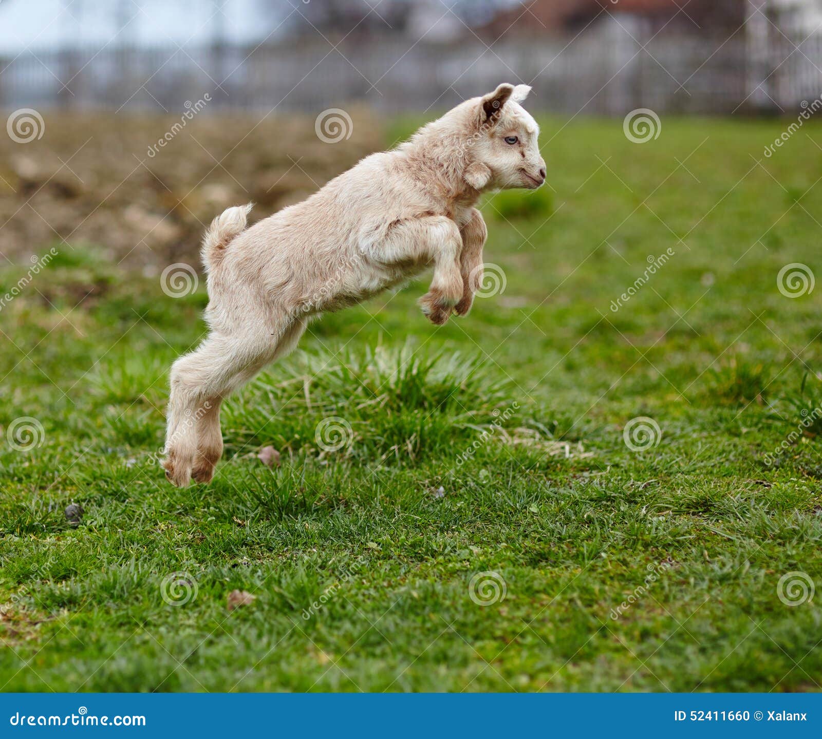 Baby goat jumping stock photo. Image of goat, farmland - 52411660
