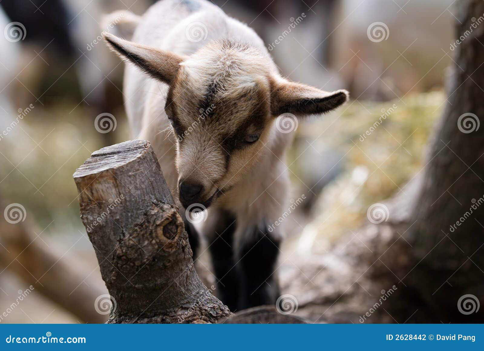 A Baby Goat Kid stock photo. Image of adorable, baby, smell - 2628442
