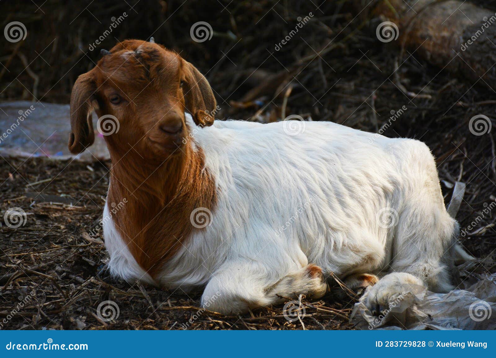 A Baby Goat Layin on the Floor of a Farm Stock Photo - Image of baby ...