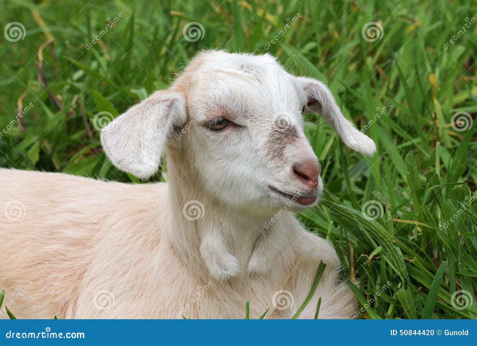 Baby goat stock photo. Image of animals, green, expression - 50844420