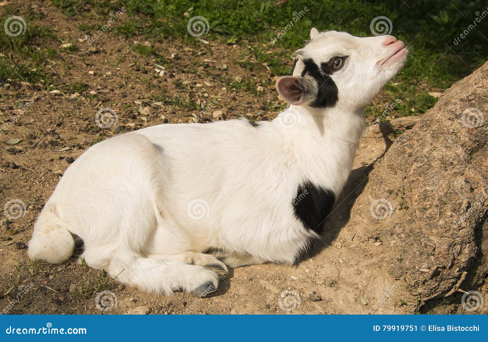 Baby goat looking up stock image. Image of aegagrus, head - 79919751