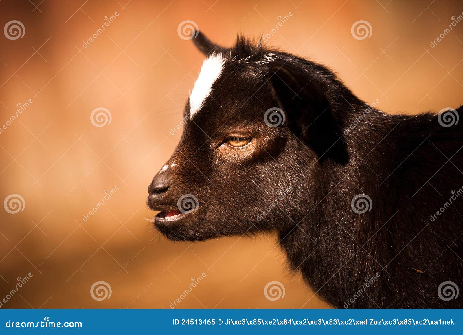 Baby goat portrait stock image. Image of natural, livestock - 24513465