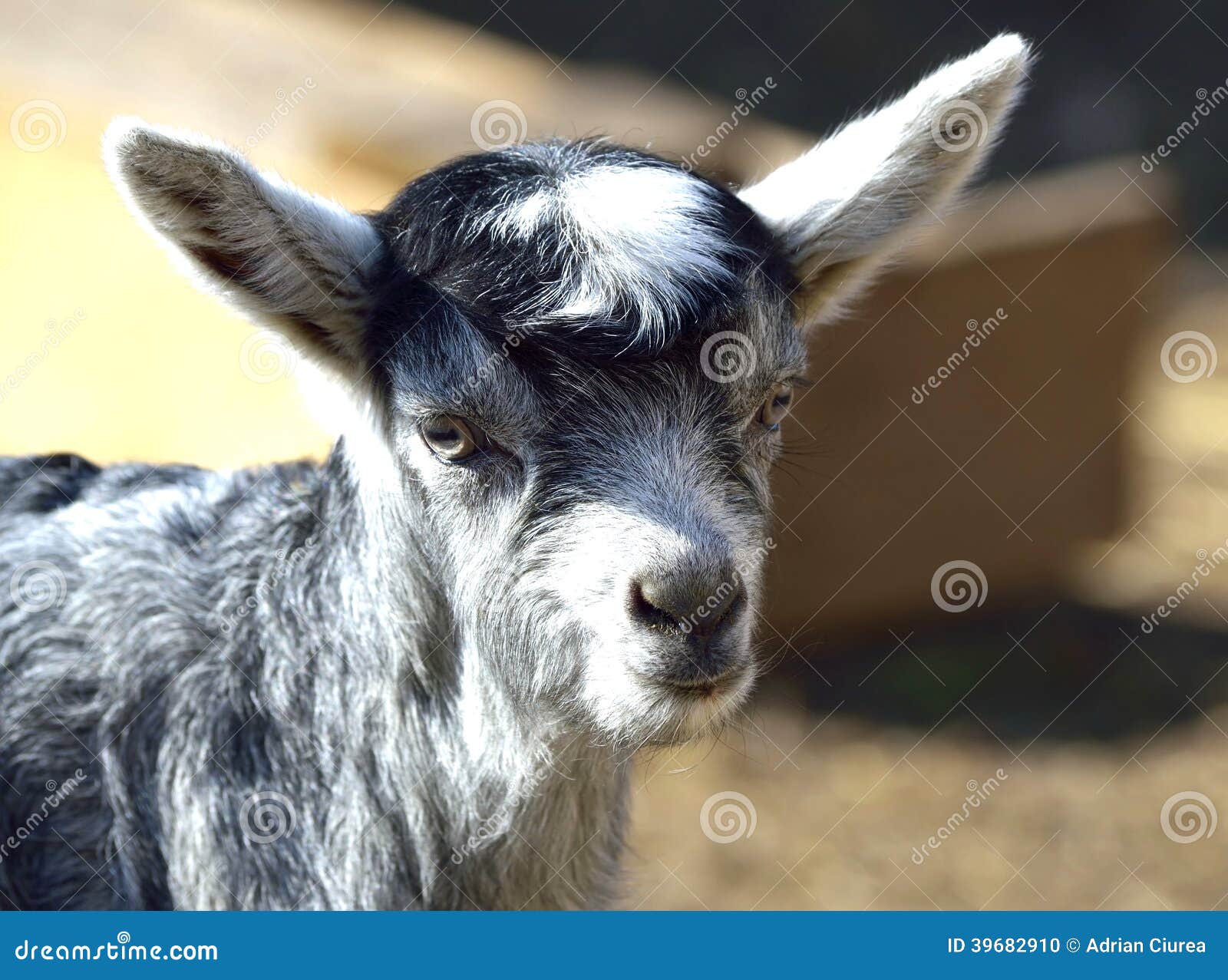Baby Goat portrait stock photo. Image of agriculture - 39682910