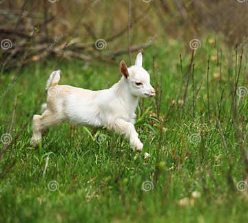 Baby Goat stock photo. Image of agriculture, white, animals - 40622366