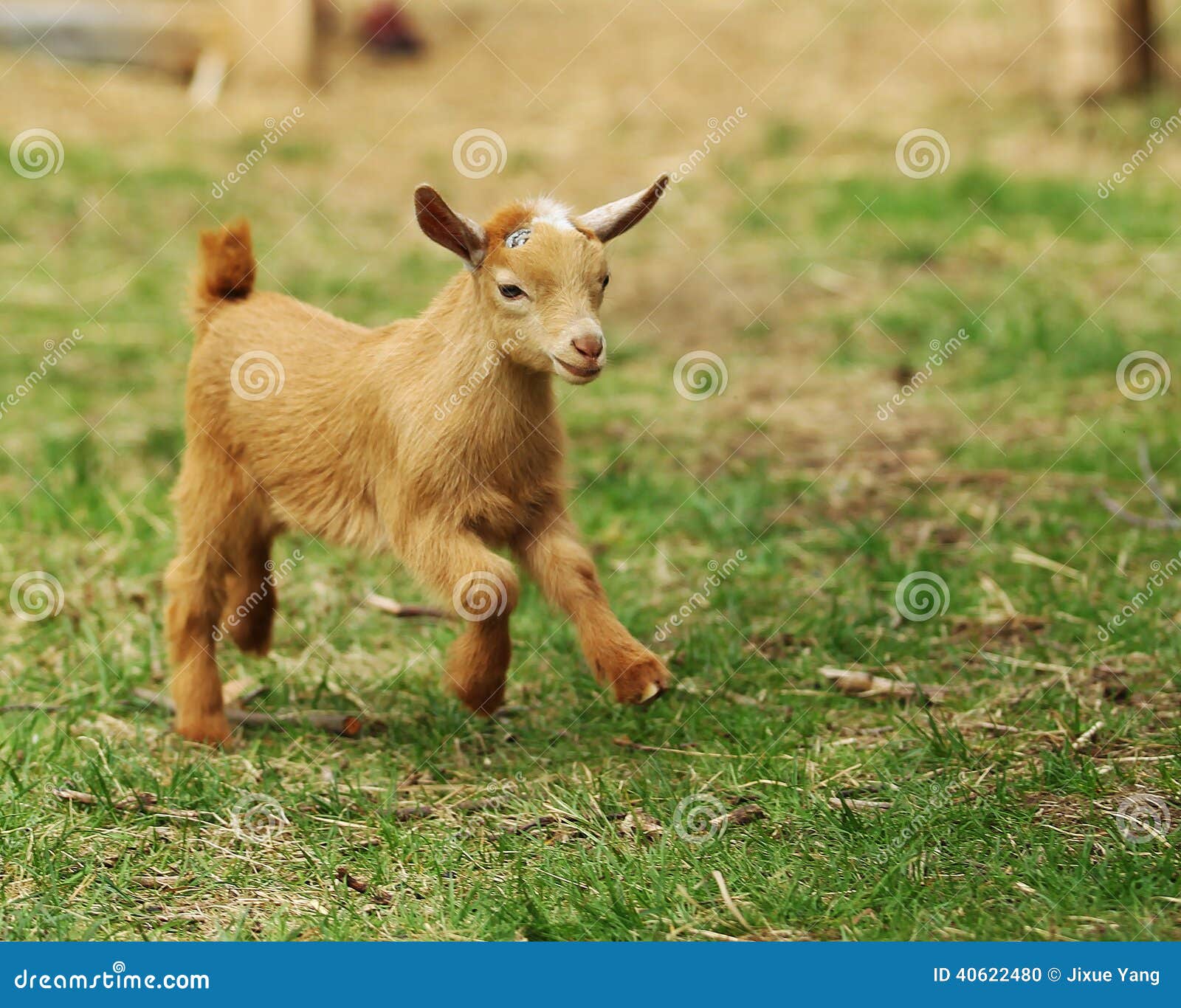 Baby Goat stock photo. Image of livestock, goat, domestic - 40622480