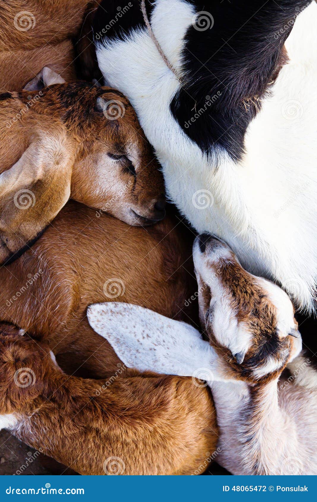 Baby goat sleep stock photo. Image of cute, farm, mammals - 48065472