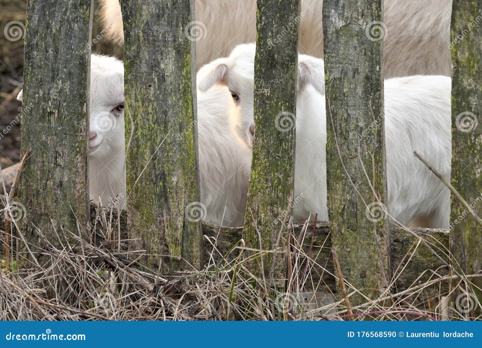 Baby Goat at Spring Farm stock photo. Image of offspring - 176568590