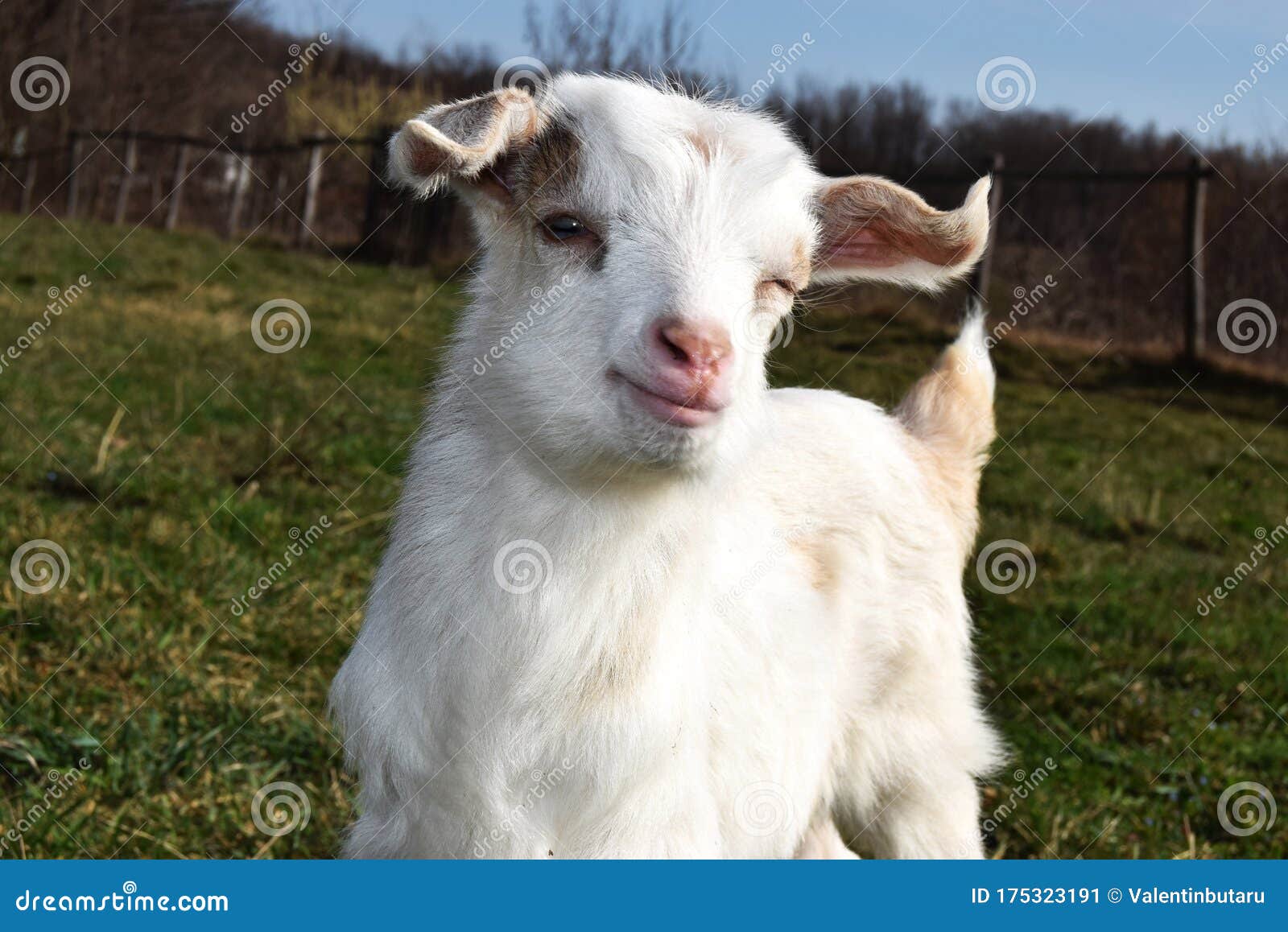 Baby Goat on the Spring Grass Stock Image - Image of countryside ...