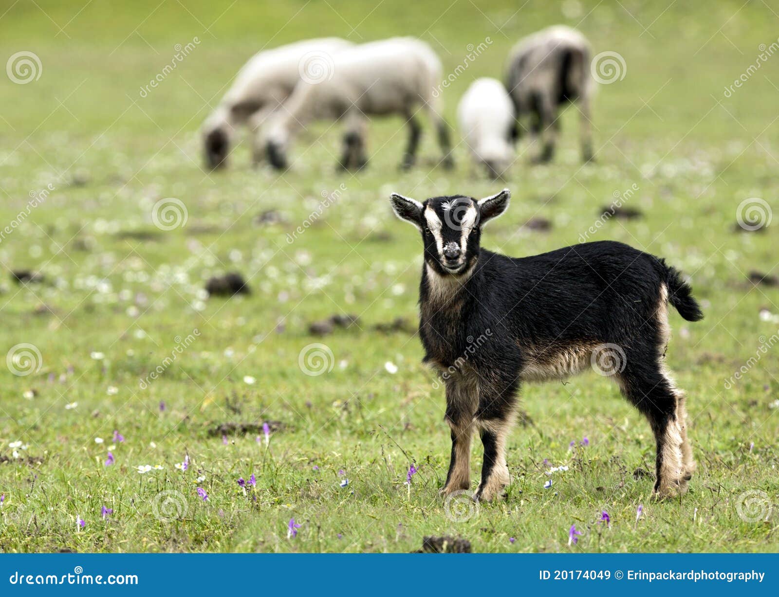 Goat Watches Stock Photos - Free & Royalty-Free Stock Photos from ...