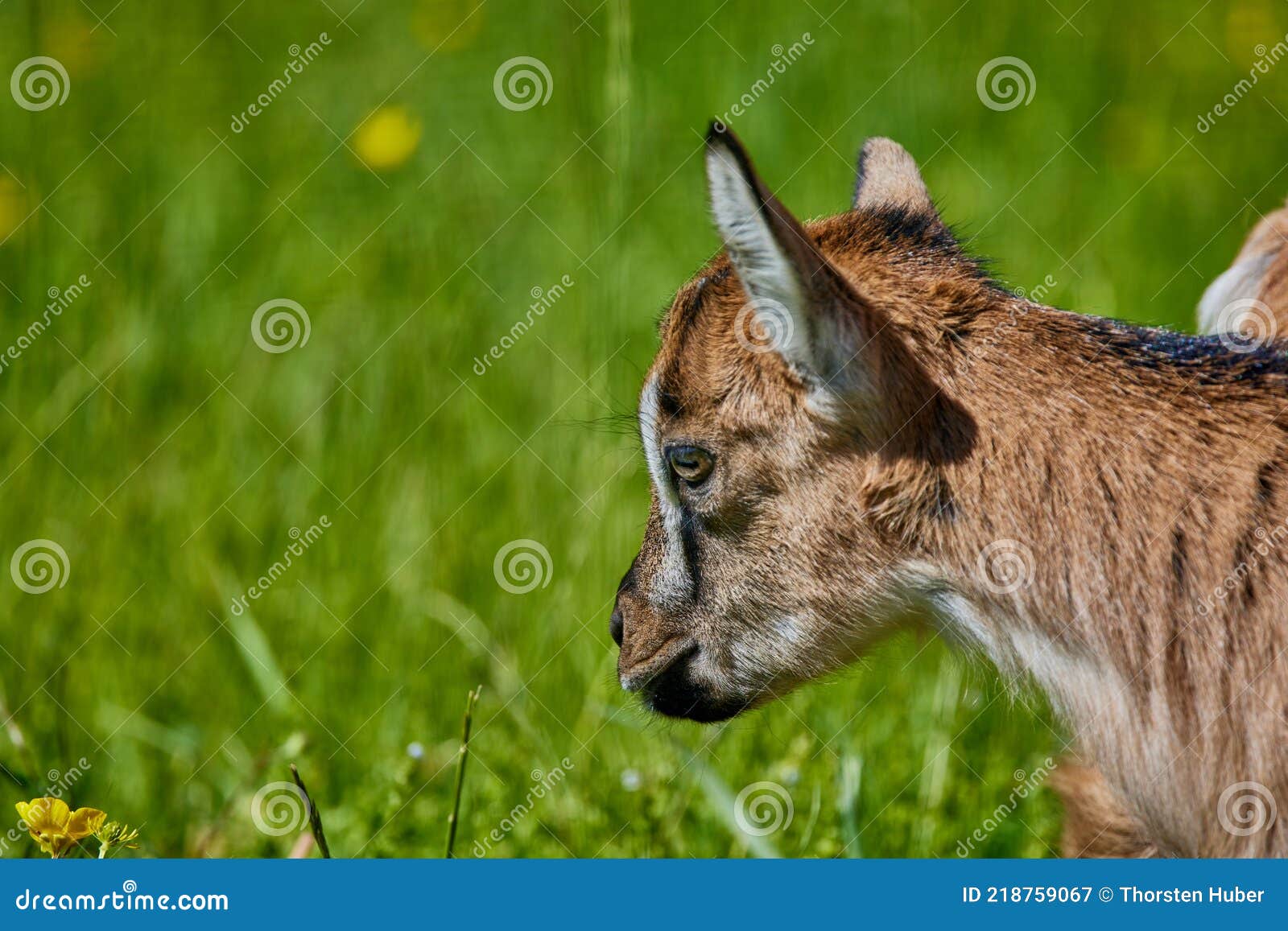 Baby Goat Watching Flower in Green Grass Stock Image - Image of animal ...