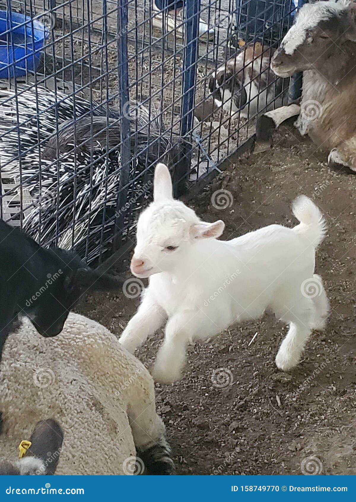 Baby goats stock photo. Image of baby, goats, energetic - 158749770
