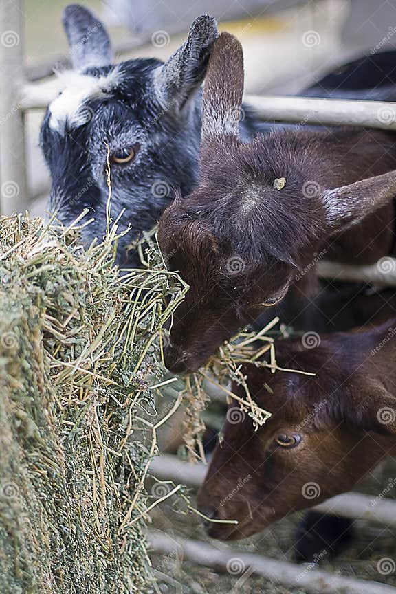 Baby Goats Eating stock photo. Image of capra, corral - 7571840