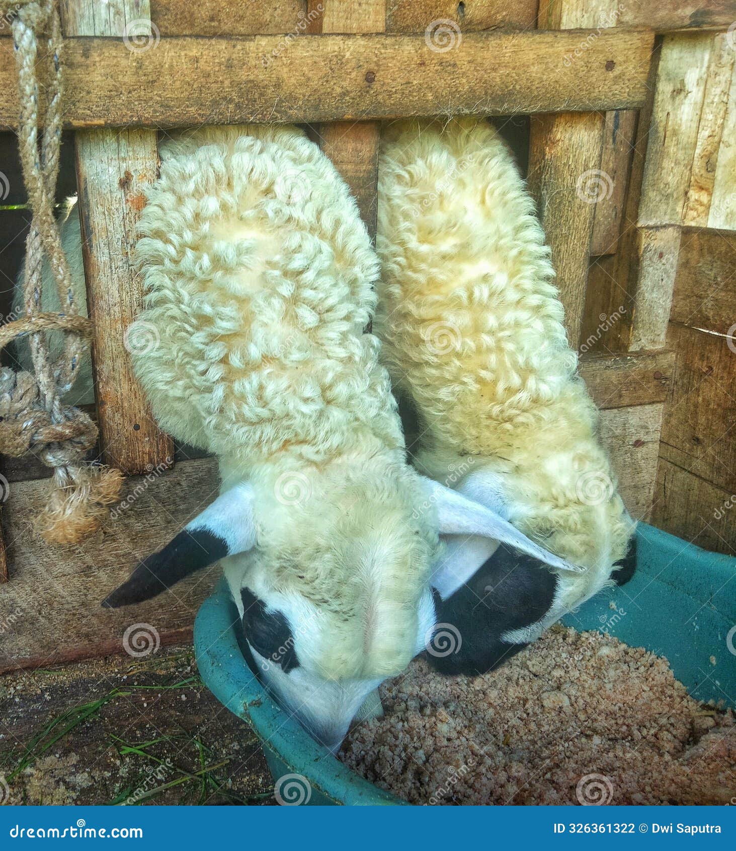 Baby Goats Eating in the Pen Stock Photo - Image of goats, food: 326361322
