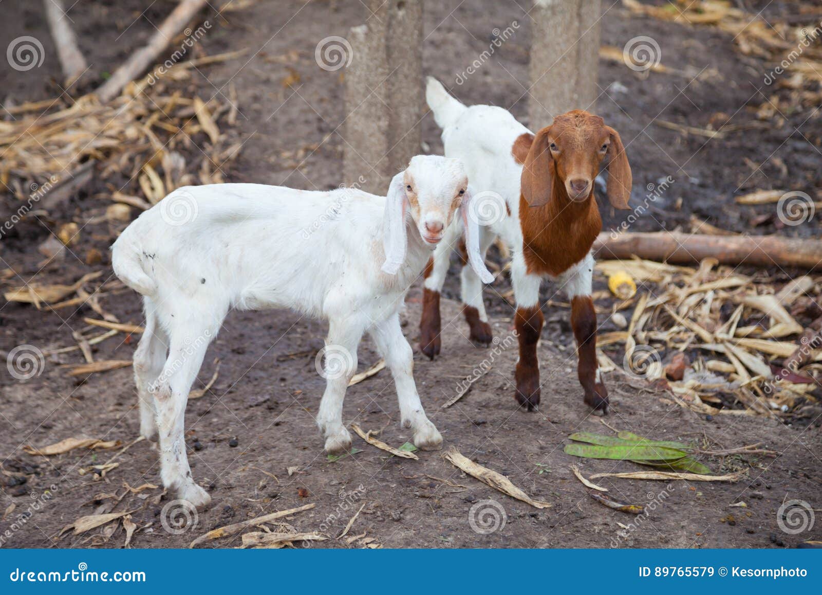 Baby goats in farm stock image. Image of goat, soil, white - 89765579
