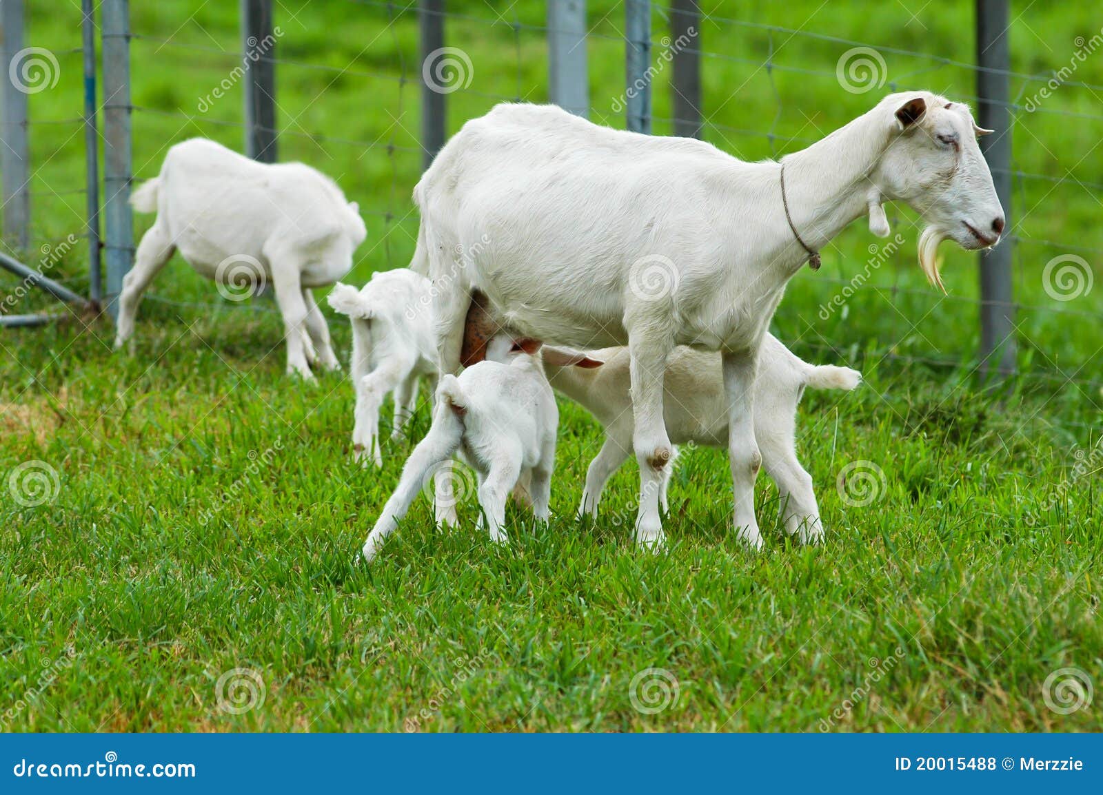 Baby goats with mum stock photo. Image of hill, coat - 20015488