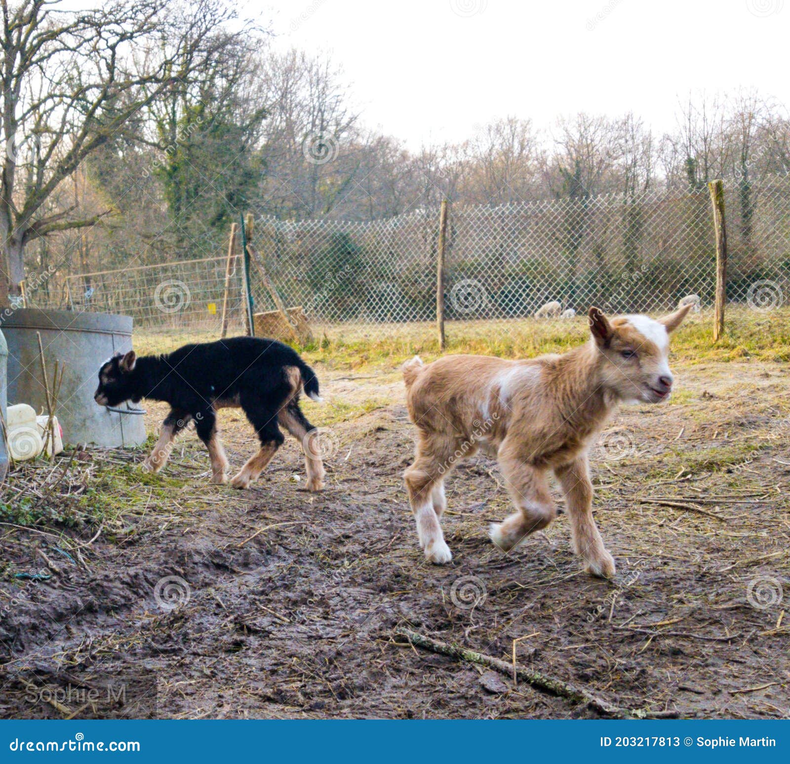 Baby goats playing stock image. Image of pasture, hound - 203217813