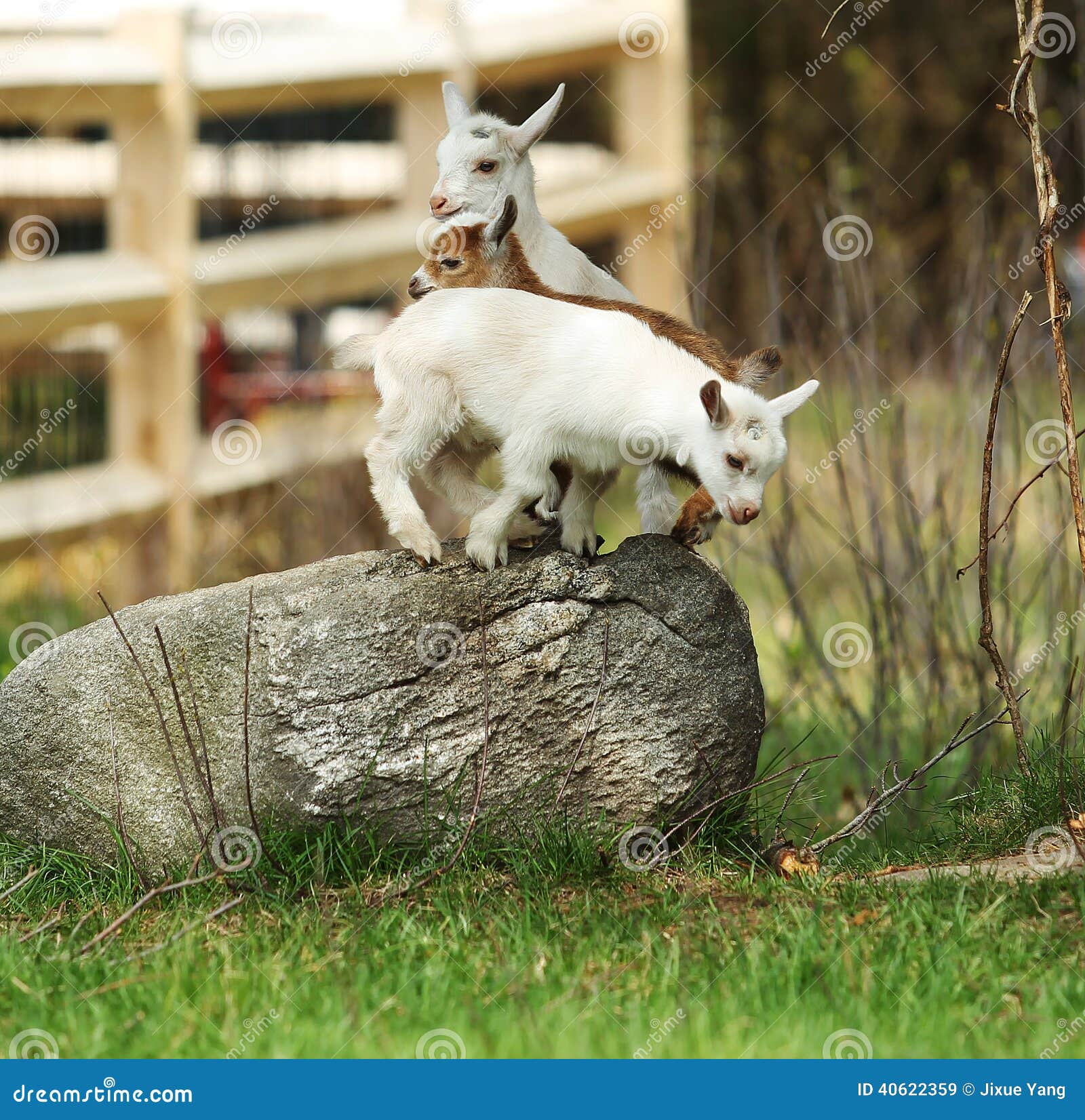 Baby Goats stock image. Image of life, animals, animal - 40622359