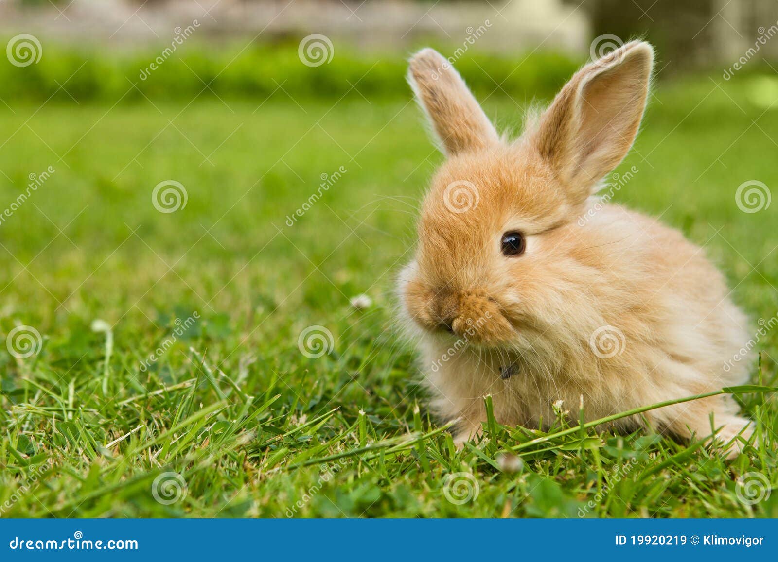 Baby gold rabbit in grass stock image. Image of charm - 19920219