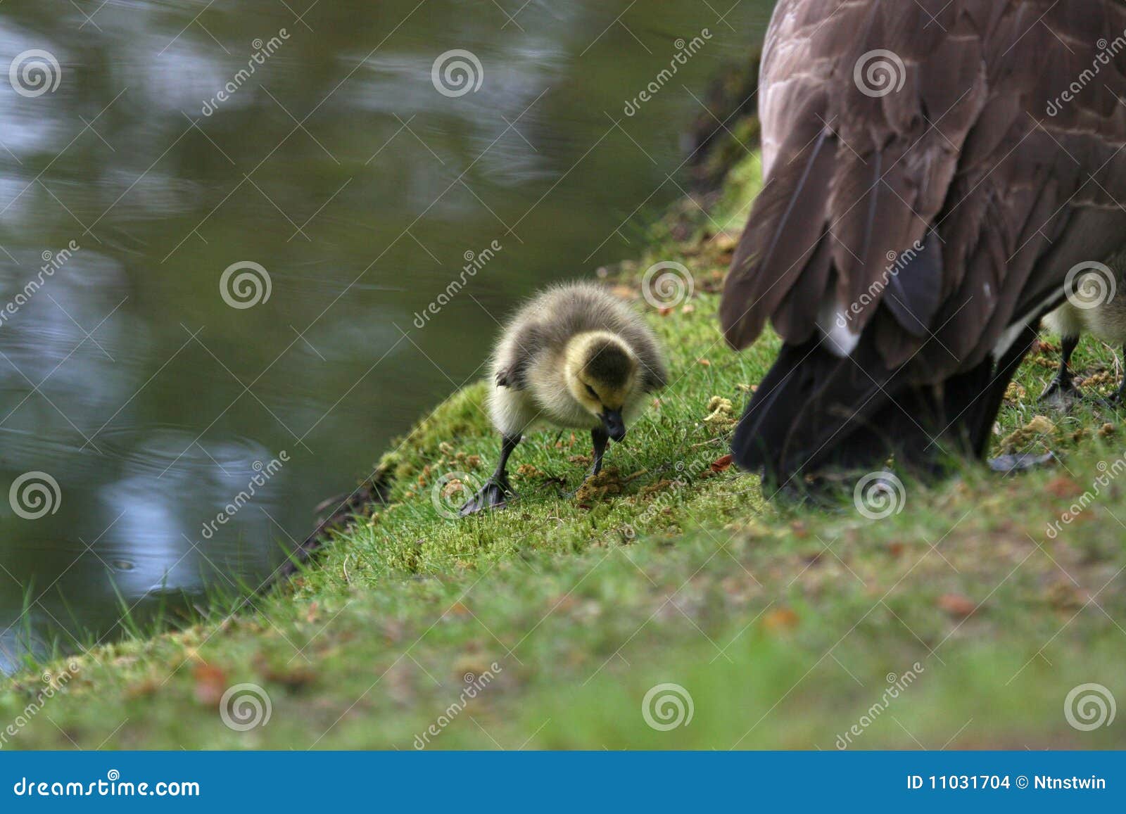 Baby goose stock photo. Image of wildlife, grazing, eating - 11031704